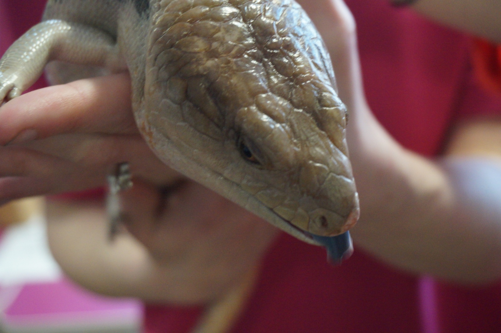 Park High School - Animal Workshops Mobile Zoo